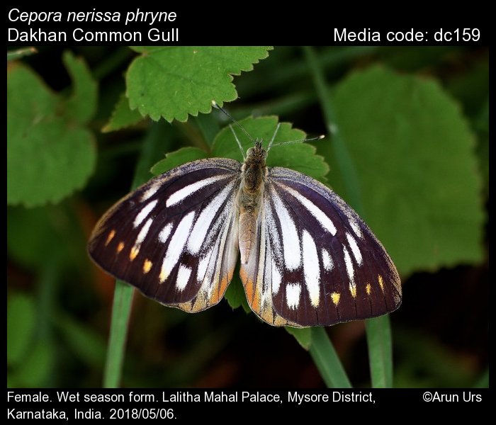 Cepora nerissa | Butterfly