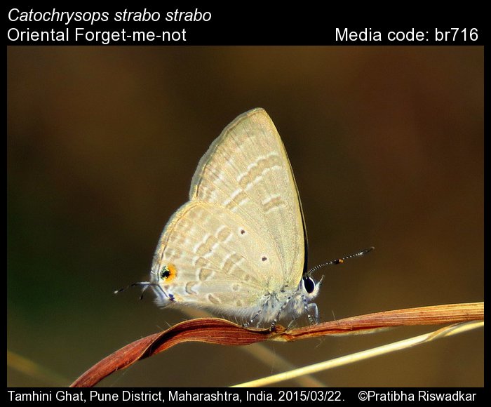 Catochrysops strabo | Butterfly