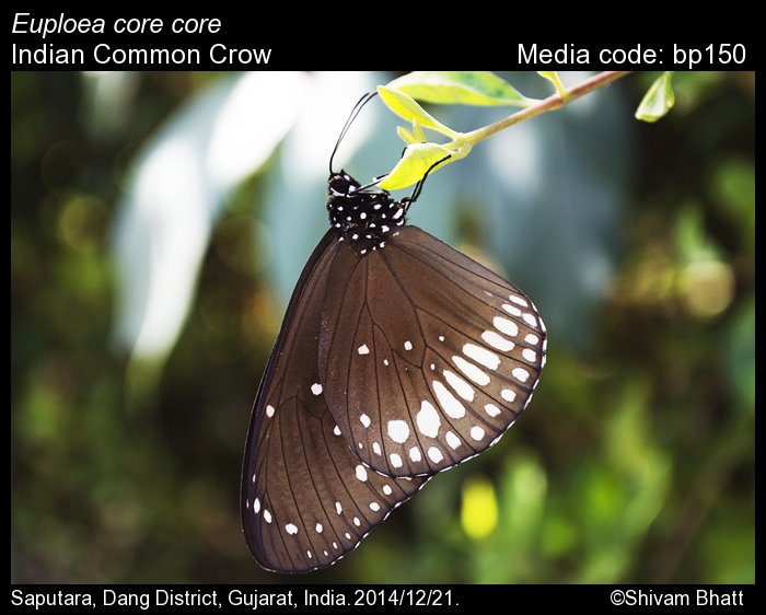 Euploea core | Butterfly