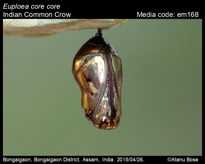 Euploea core | Butterfly