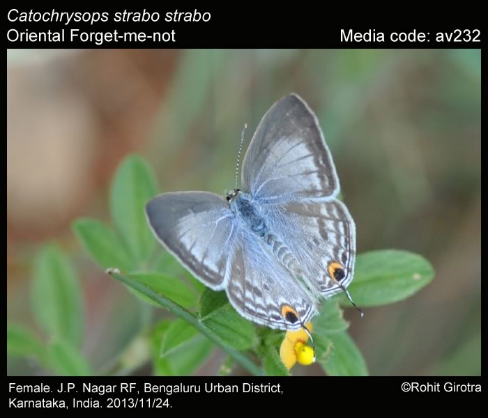 Catochrysops strabo | Butterfly
