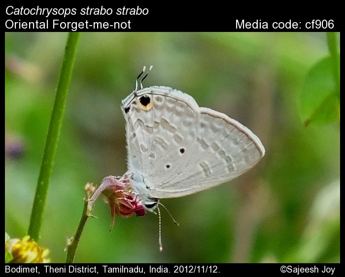 Catochrysops strabo | Butterfly