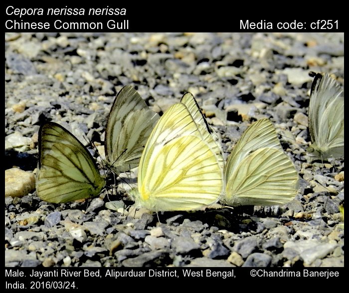 Cepora nerissa | Butterfly