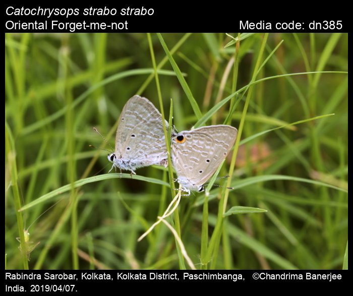 Catochrysops strabo | Butterfly