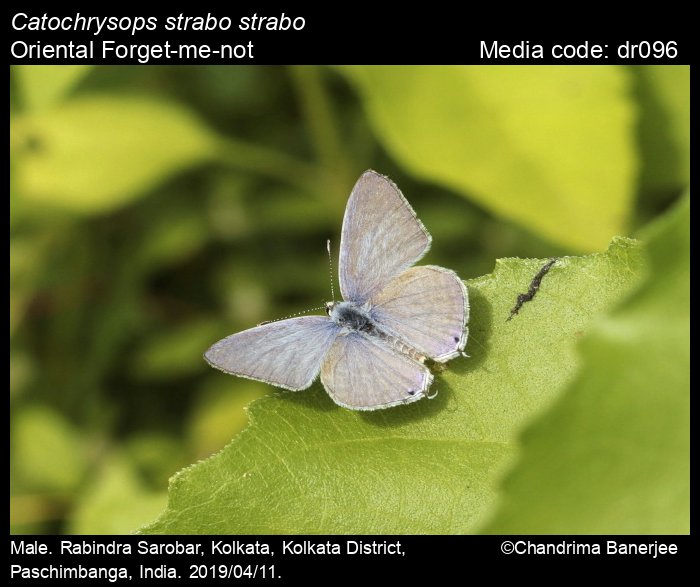 Catochrysops strabo | Butterfly