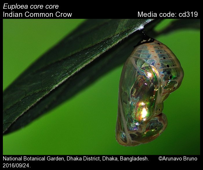 Euploea core | Butterfly