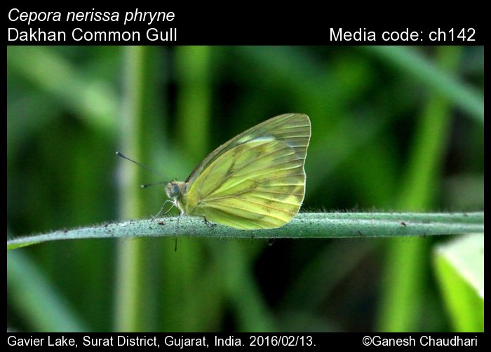 Cepora nerissa | Butterfly