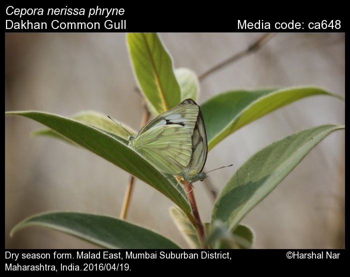 Cepora nerissa | Butterfly