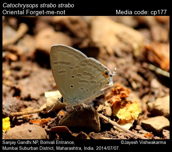Catochrysops strabo | Butterfly