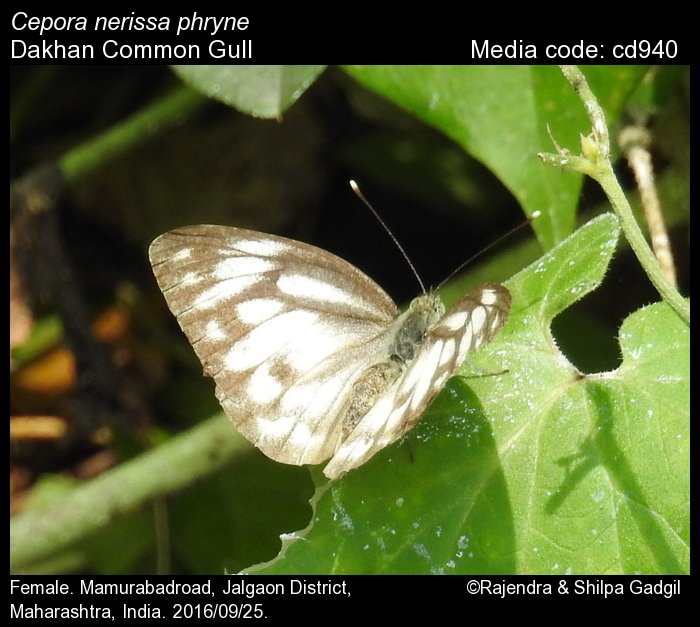 Cepora nerissa | Butterfly