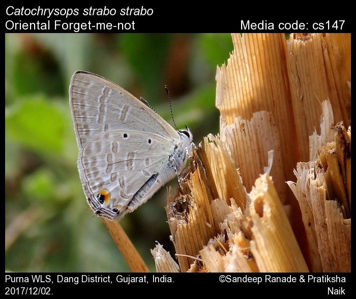 Catochrysops strabo | Butterfly