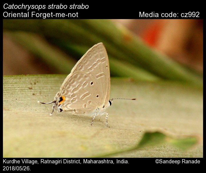 Catochrysops strabo | Butterfly