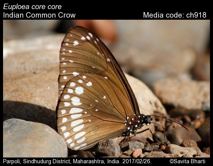 Euploea core | Butterfly