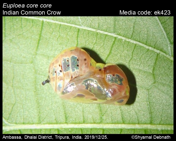 Euploea core | Butterfly