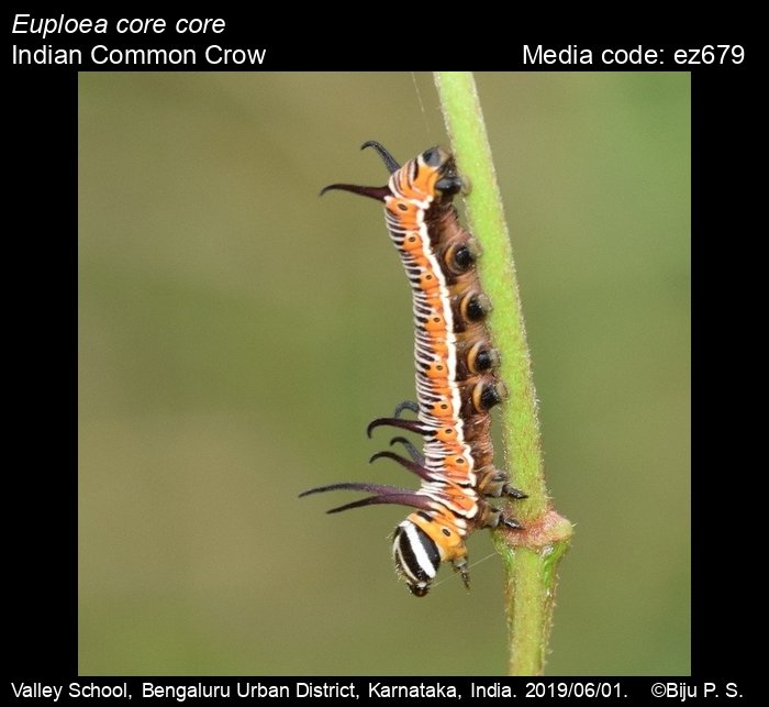 Euploea core | Butterfly