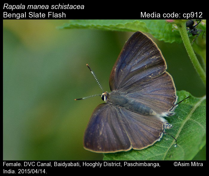 Rapala manea | Butterfly