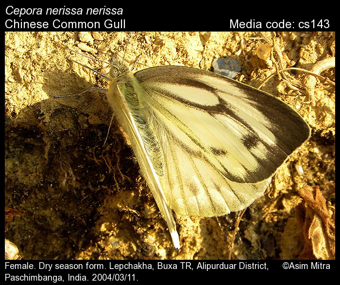Cepora nerissa | Butterfly