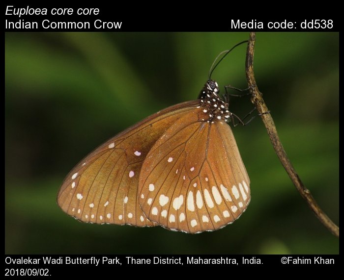 Euploea core | Butterfly