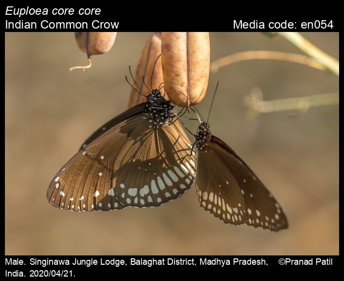 Euploea core | Butterfly