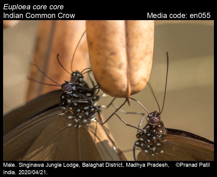Euploea core | Butterfly