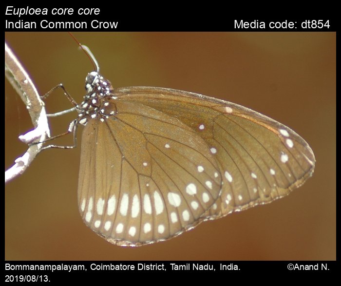Euploea core | Butterfly