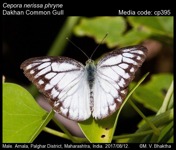 Cepora nerissa | Butterfly