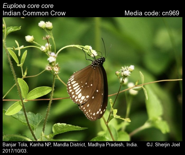 Euploea core | Butterfly