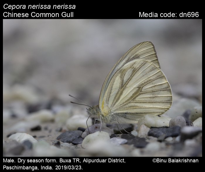 Cepora nerissa | Butterfly