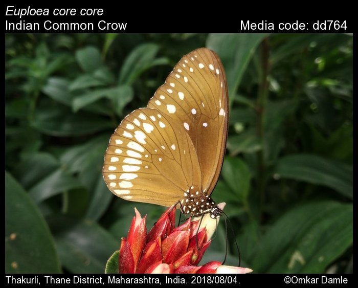 Euploea core | Butterfly