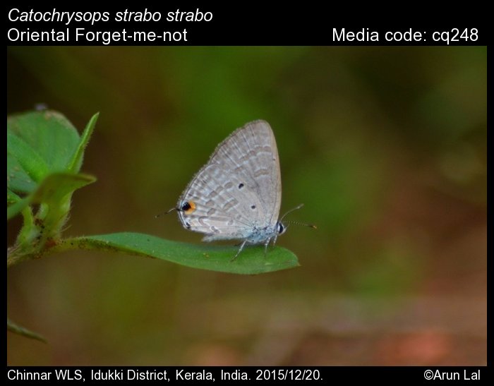 Catochrysops strabo | Butterfly