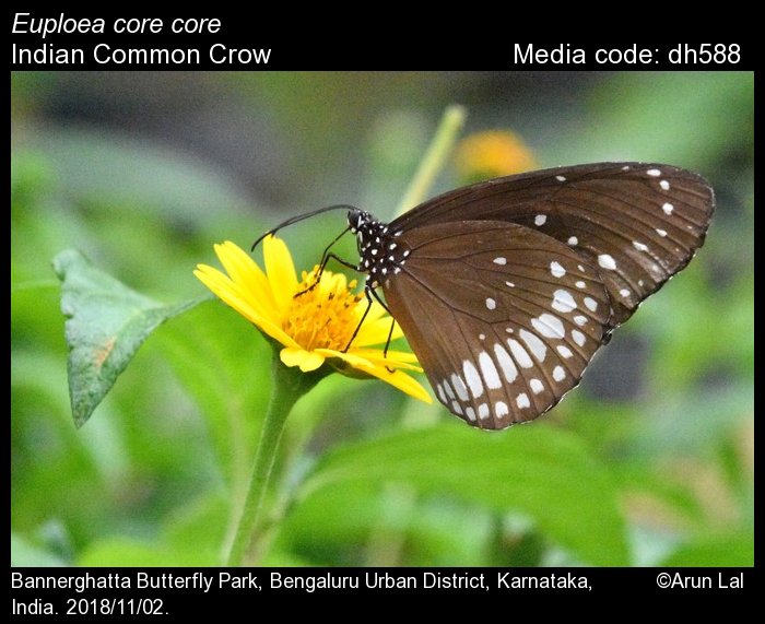 Euploea core | Butterfly