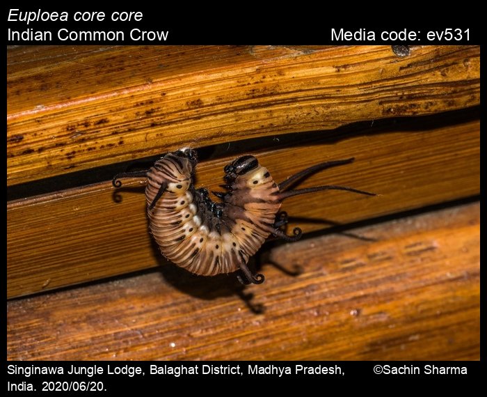 Euploea core | Butterfly