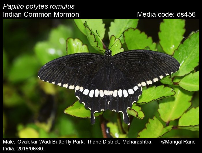 Papilio polytes | Butterfly