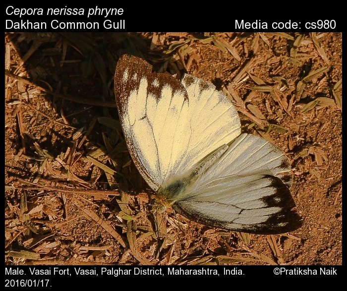 Cepora nerissa | Butterfly