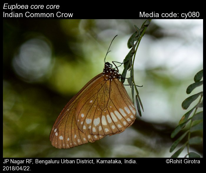 Euploea core | Butterfly