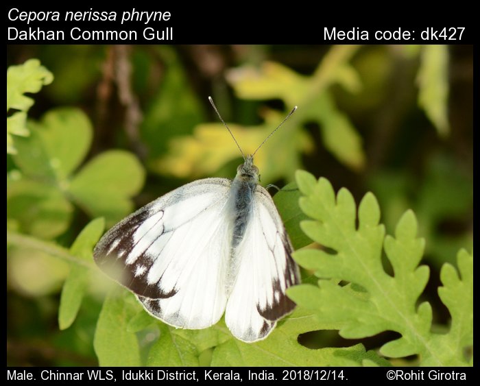 Cepora nerissa | Butterfly