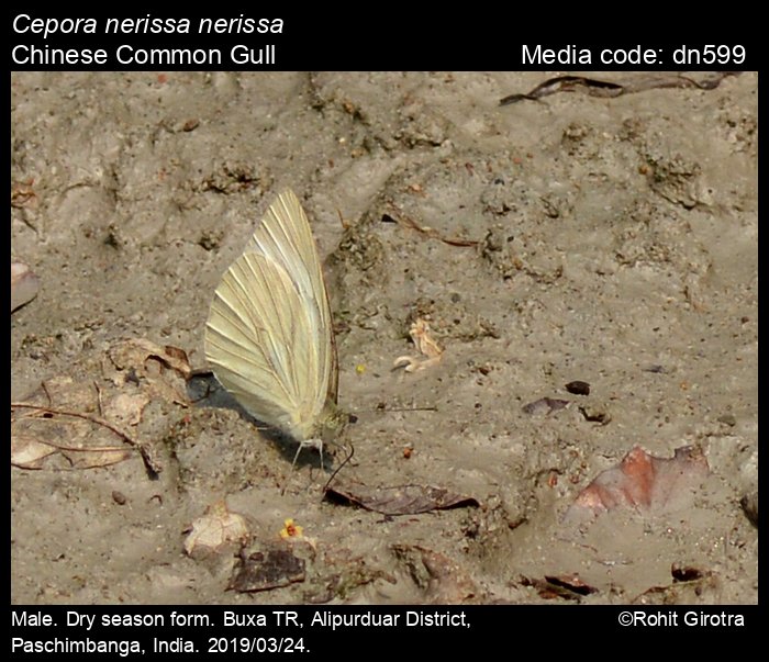 Cepora nerissa | Butterfly