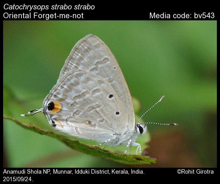 Catochrysops strabo | Butterfly