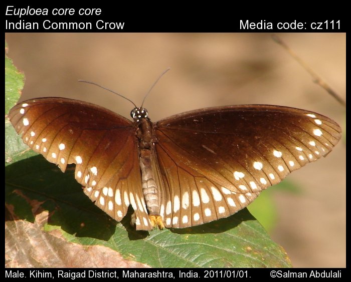 Euploea core | Butterfly