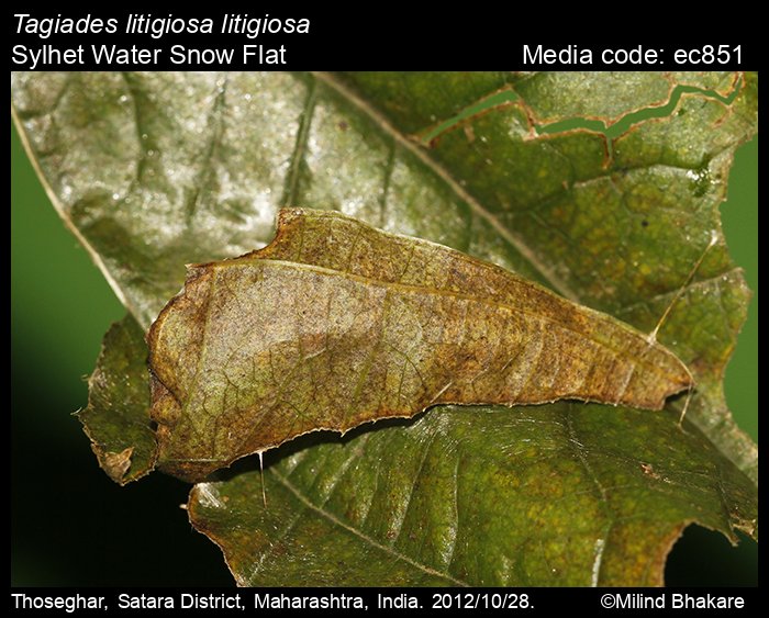 Tagiades litigiosa | Butterfly