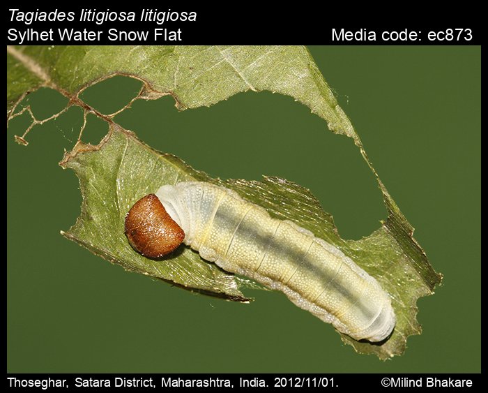 Tagiades litigiosa | Butterfly