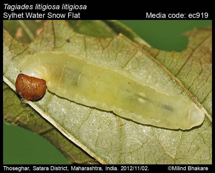 Tagiades litigiosa | Butterfly