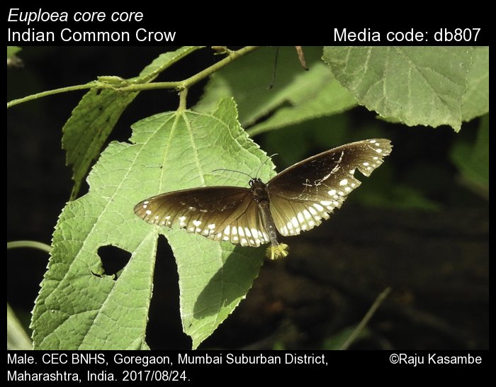 Euploea core | Butterfly