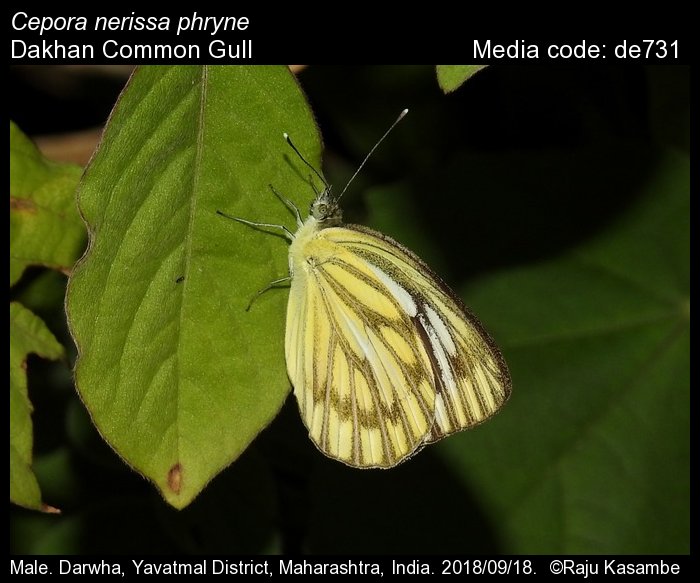 Cepora nerissa | Butterfly