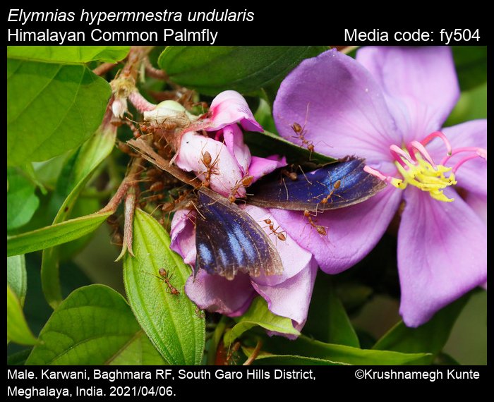 Elymnias hypermnestra | Butterfly