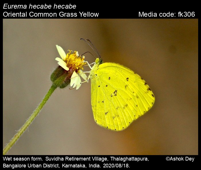 Eurema hecabe | Butterfly