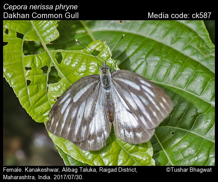 Cepora nerissa | Butterfly