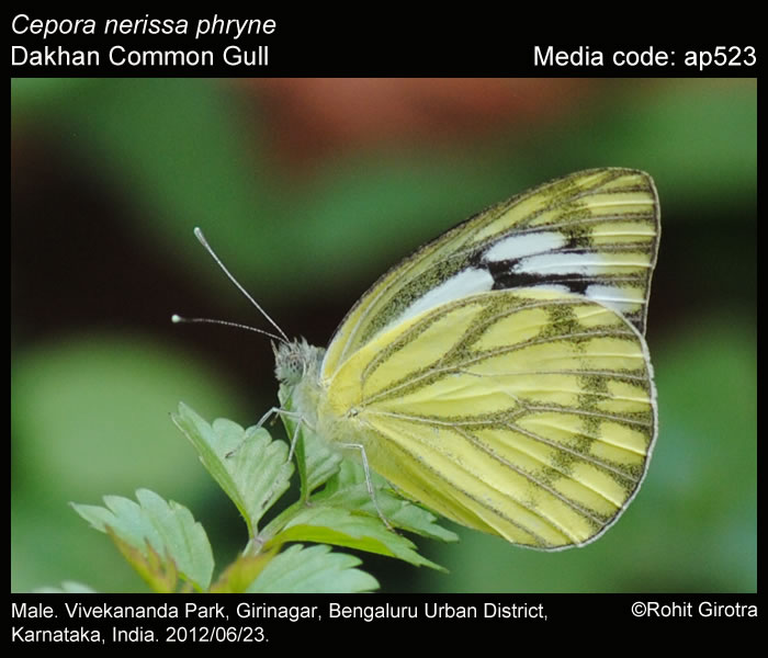 Cepora nerissa | Butterfly