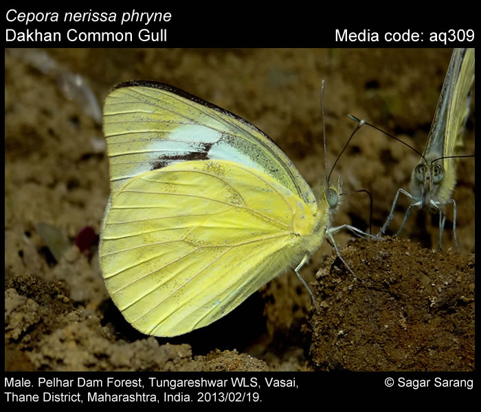 Cepora nerissa | Butterfly
