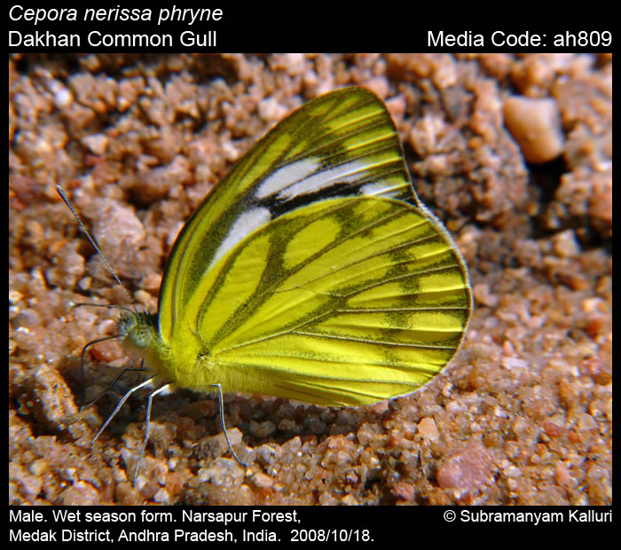 Cepora nerissa | Butterfly